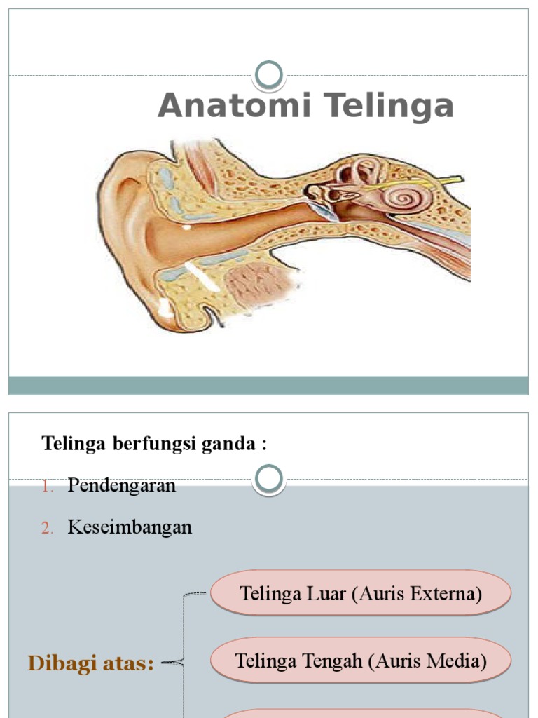Anatomi Telinga 2 | PDF