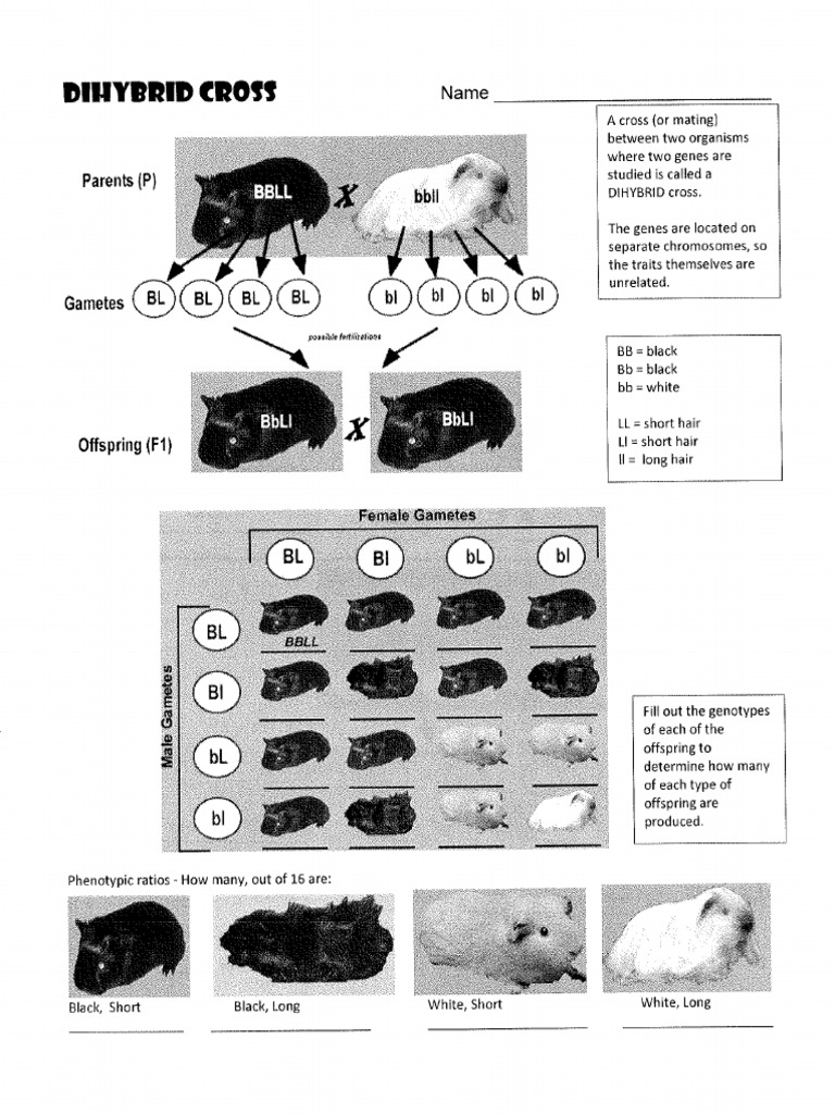 F) Dihybrid Cross Worksheet | PDF