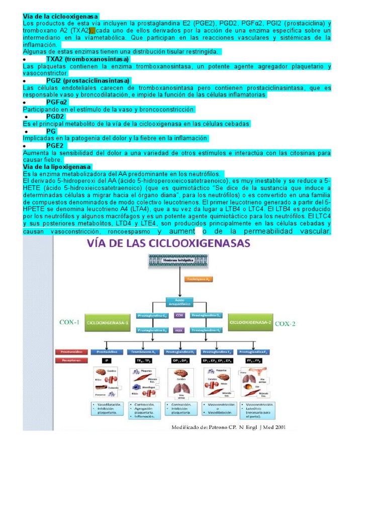 Vía de La Ciclooxigenasa