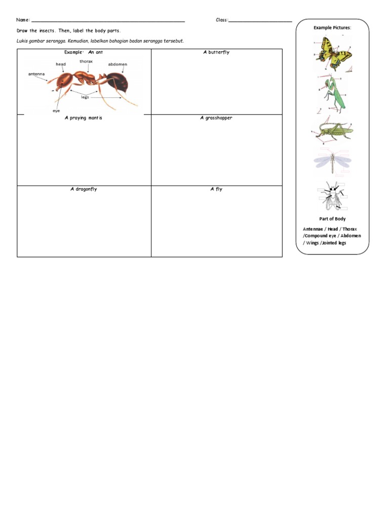 Labelling Insects Part of Body | PDF