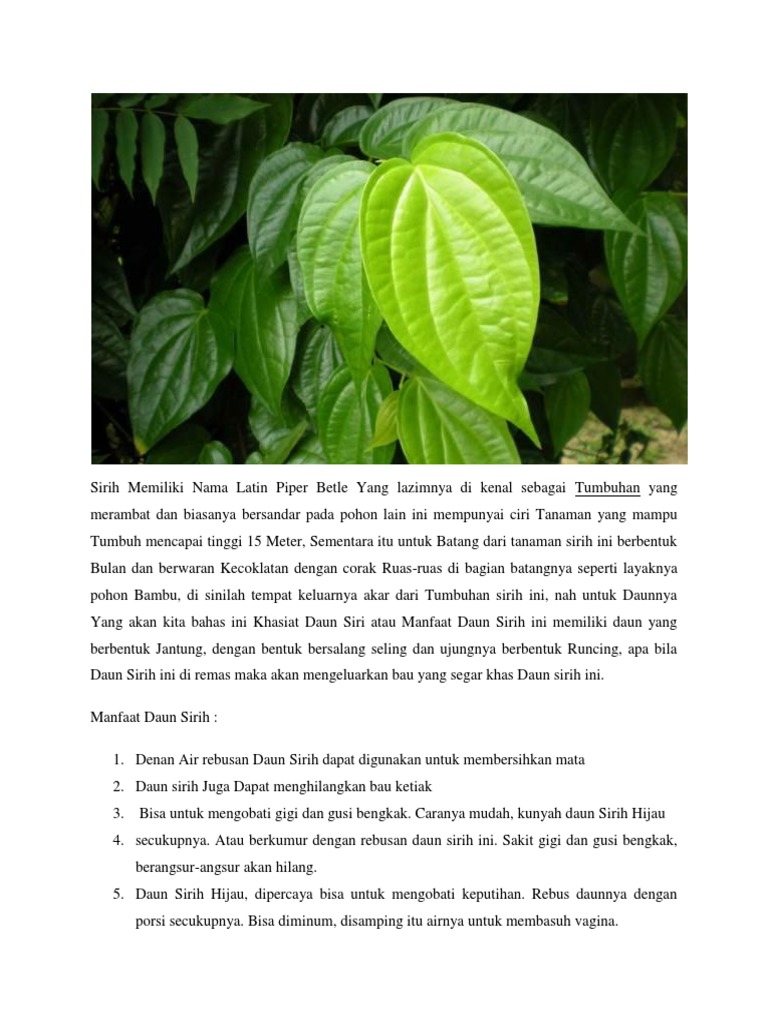 Daun Sirih | PDF