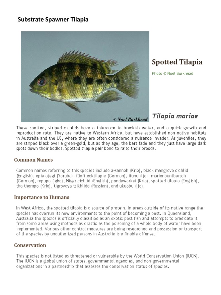 Substrate Spawner Tilapia | PDF