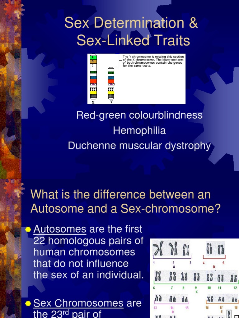 Sex Determination & Sex-Linked Traits | PDF | Dominance (Genetics ...