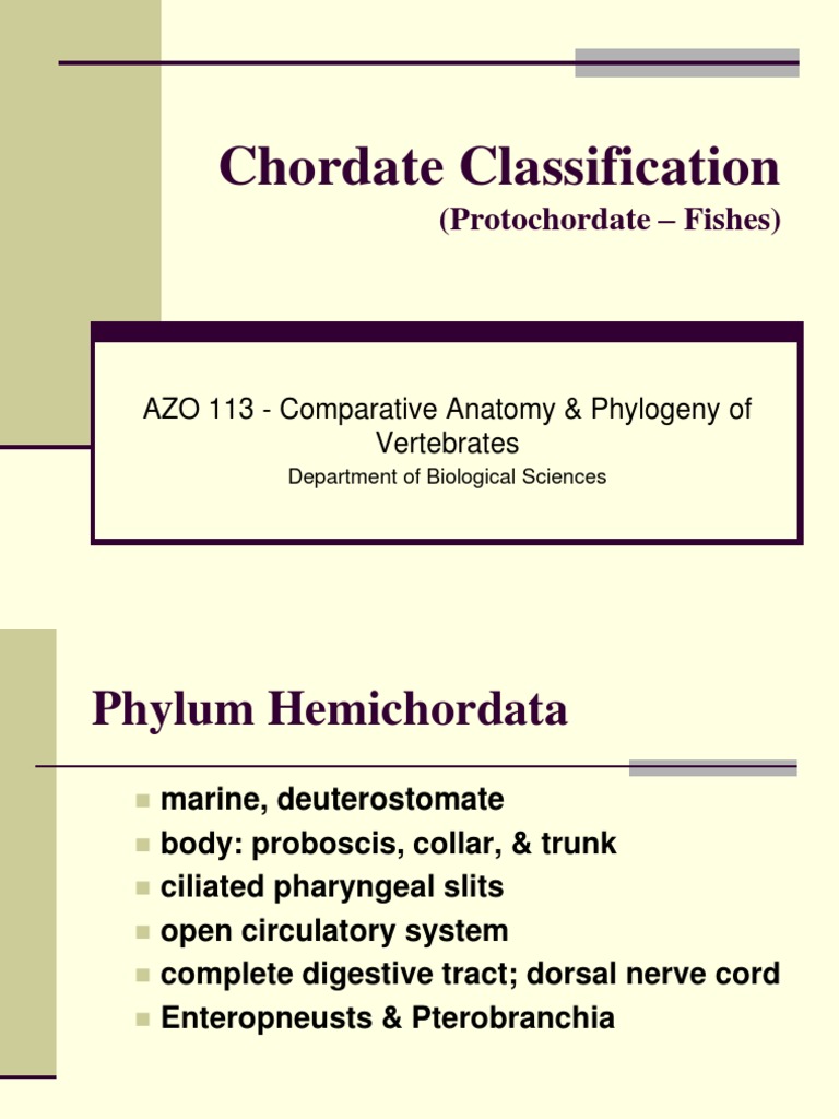 Chordate Classification: (Protochordate - Fishes) | PDF | Aquatic ...