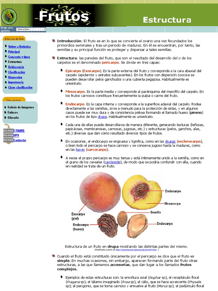 Estructura de Los Frutos | Fruta | Agricultura