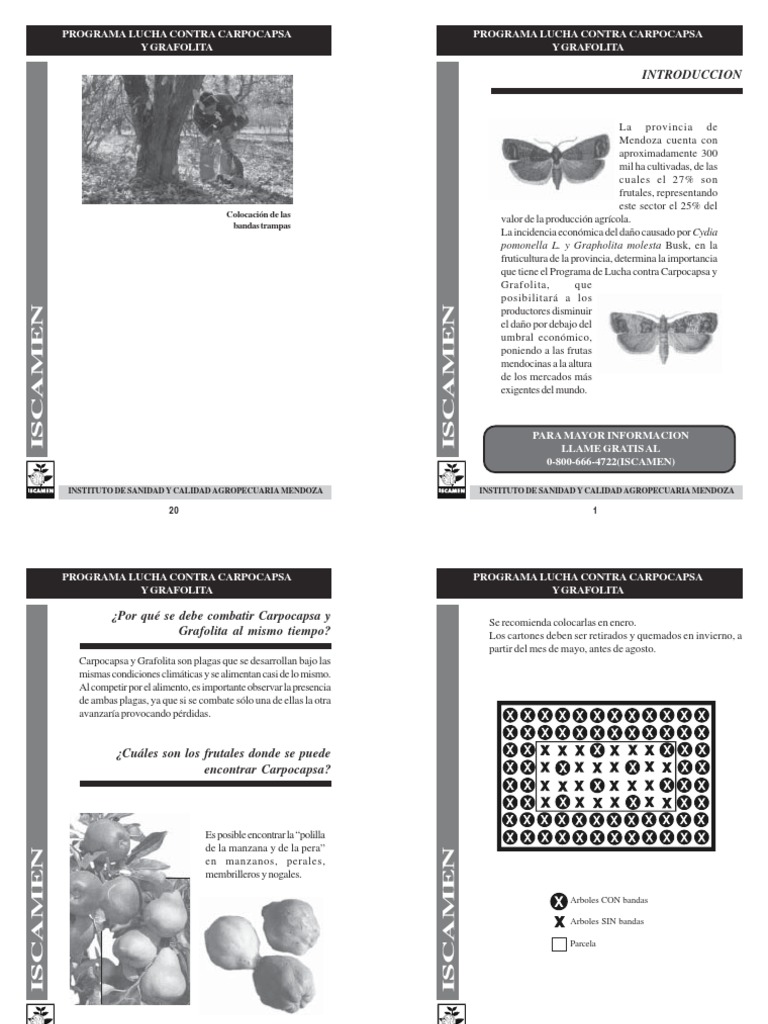 Carpocapsa | PDF | melocotón | Arboles