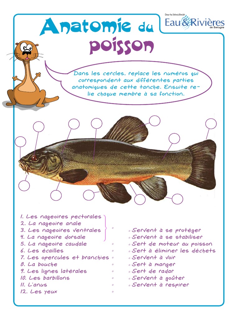 Anatomie d'un poisson - Fiche Enfants