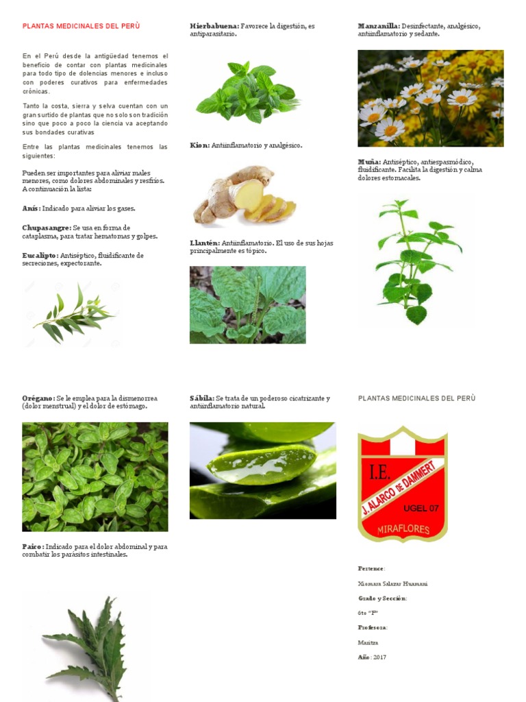 Plantas Medicinales Del Perù | PDF | Medicina | Plantas