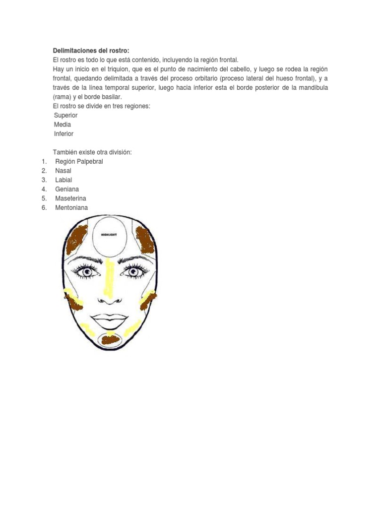 Anatomía y Expresiones del Rostro | PDF | Anatomía humana