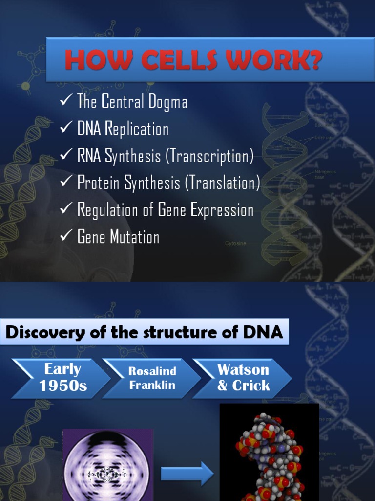 How Cells Work | PDF | Dna Replication | Dna