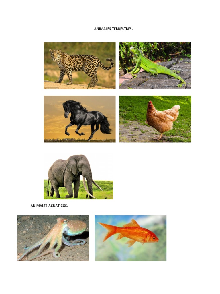 Animales Terrestres y Acuáticos | PDF | Derecho