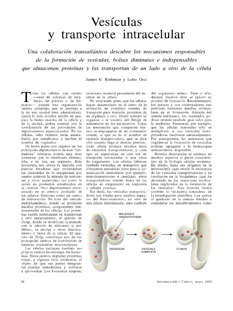 Vesículas y Transporte Intracelular | PDF
