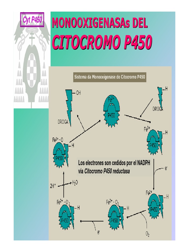 citocromoP_450.pdf | Ciencias de la tierra y de la vida | Ciencias ...