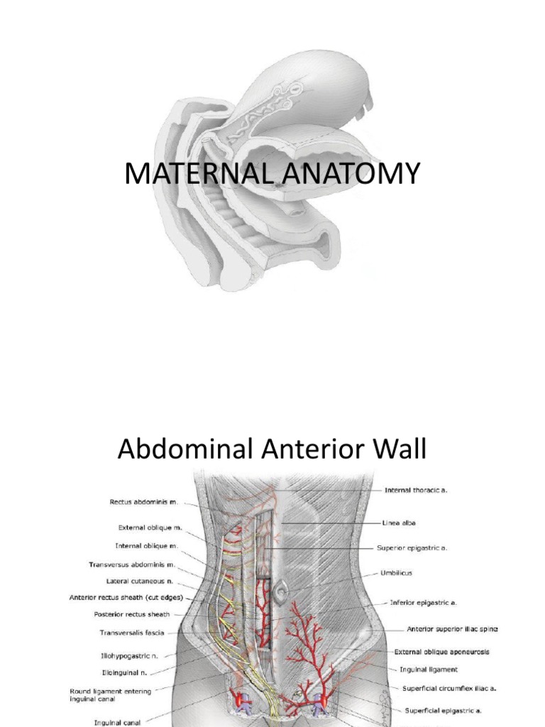 Maternal Anatomy | PDF