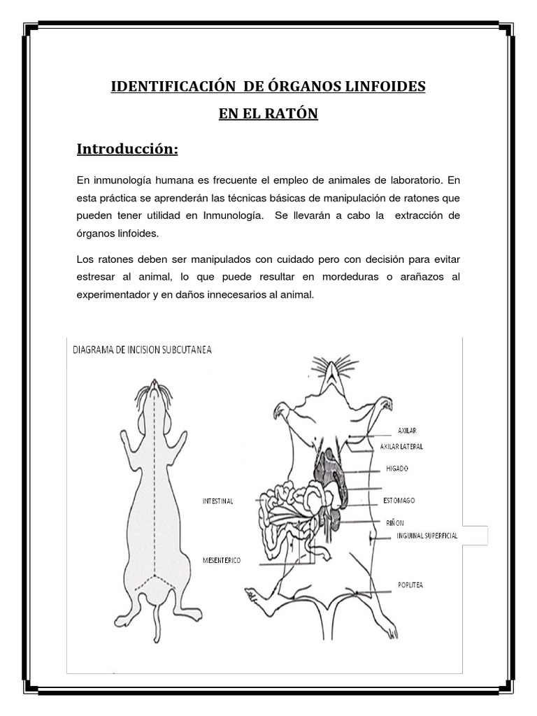 Ratón | PDF | Linfocitos | Sistema inmune