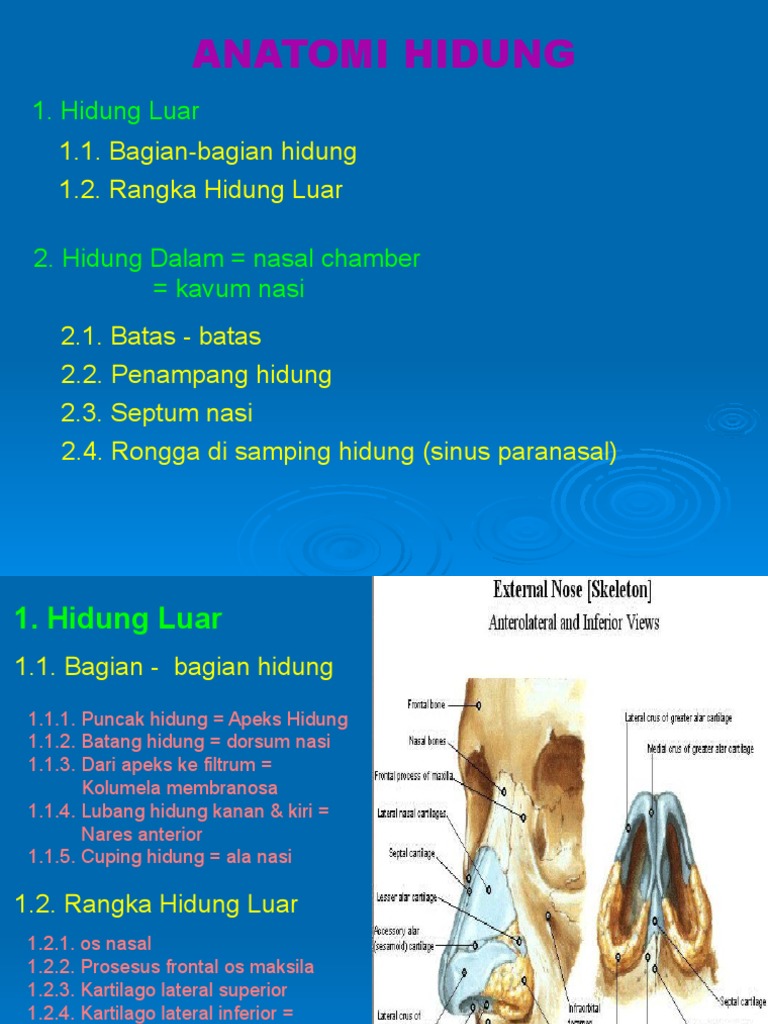 Anatomi Hidung | PDF