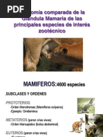 El Timo Animal | PDF