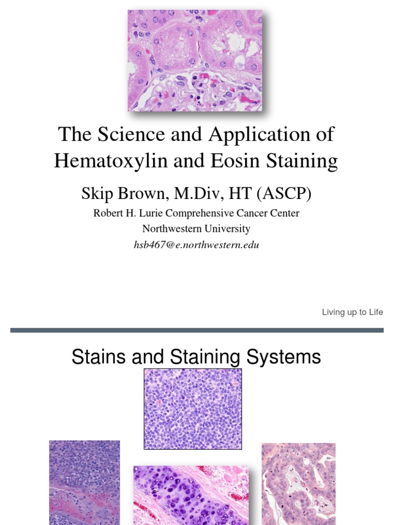 Hematoxylin and Eosin Staining Guide | PDF | Staining | Ph