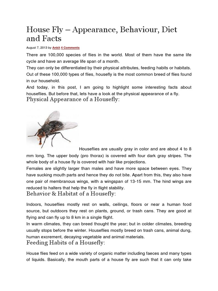 House Fly - Appearance, Behaviour, Diet and Facts: Physical Appearance ...