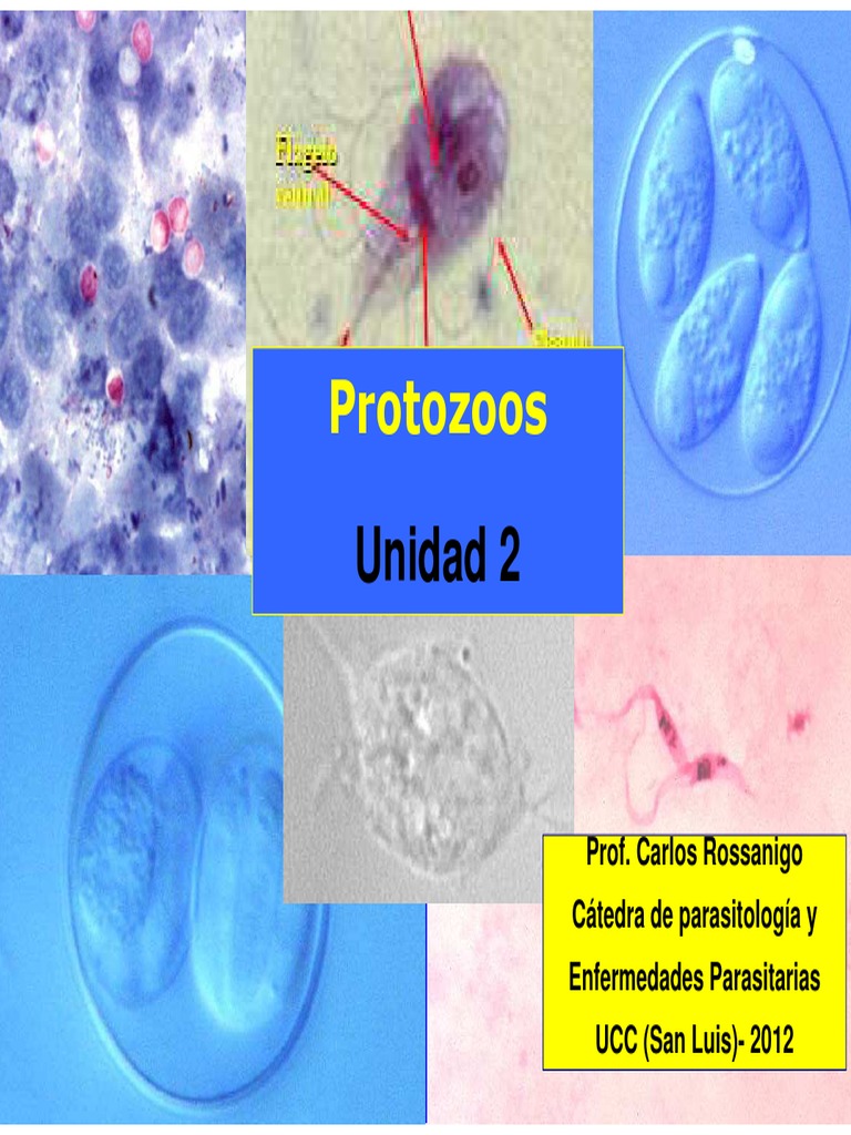 Protozoos.pdf | Protozoos | Organismos