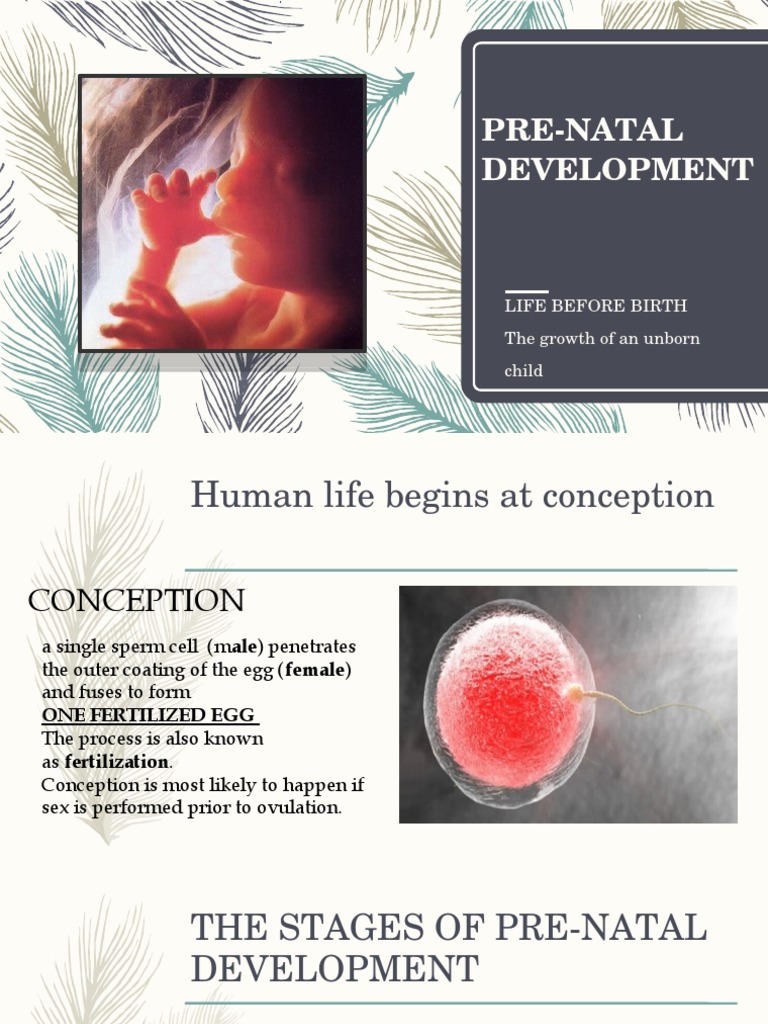 Pre Natal | PDF | Prenatal Development | Implantation (Human Embryo)