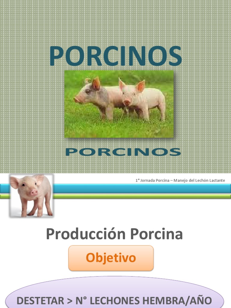 1527710580.clinic Porcinos | PDF | Cerdo doméstico | Parto