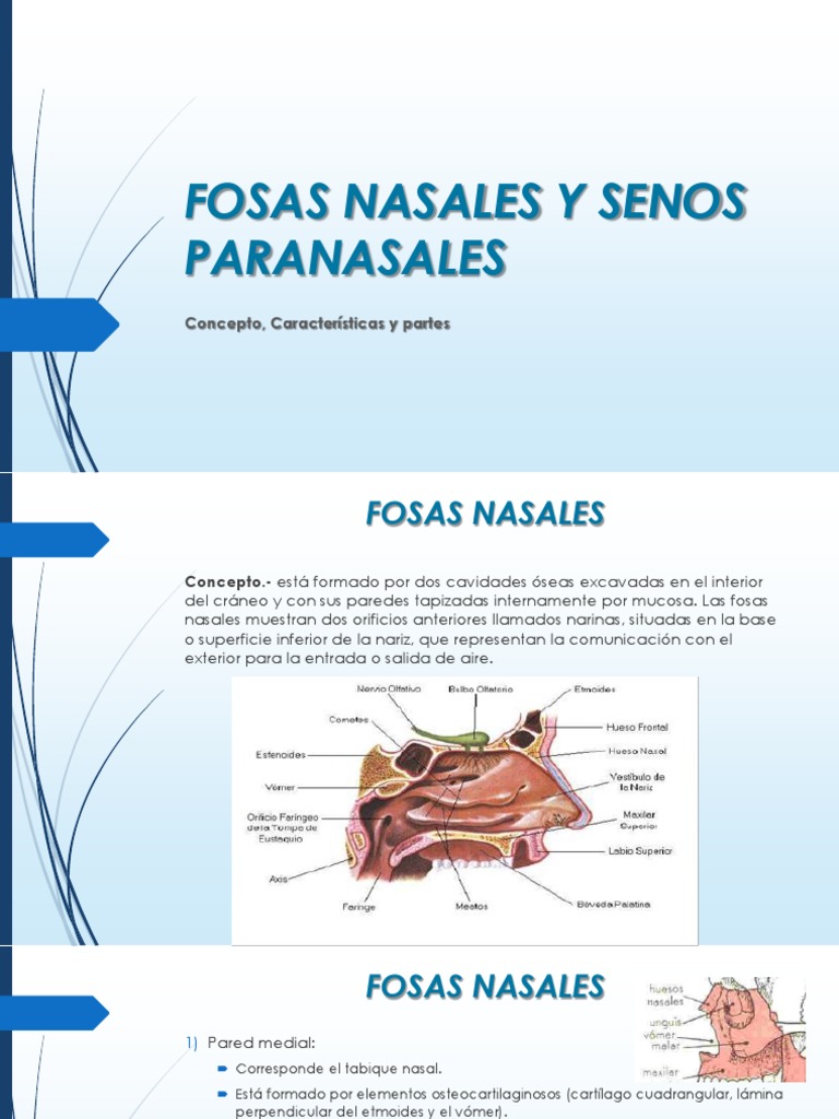 Fosas Nasales y Senos Paranasales | Sistema musculoesquelético | Sistema esquelético