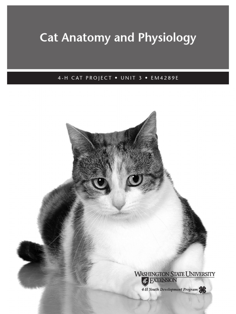 Washington State Cat Project Unit 3 | PDF | Lung | Vertebra