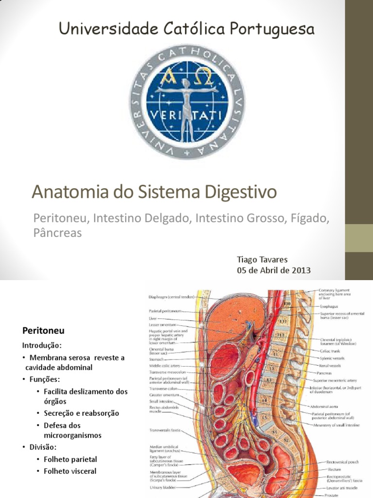 Estrutura do Sistema Digestivo: Peritoneu e Intestinos | PDF ...