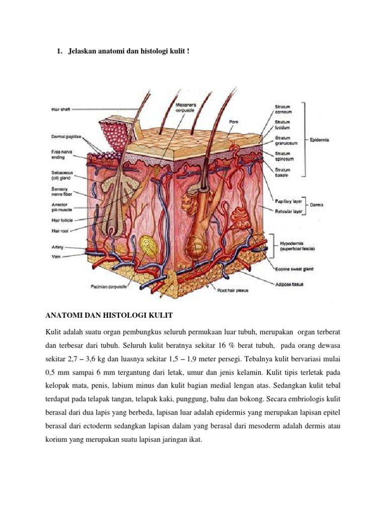 Jelaskan Anatomi Dan Histologi Kulit | PDF