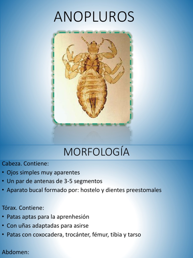Morfología y ciclo de vida de anopluros | PDF | Enfermedades animales ...
