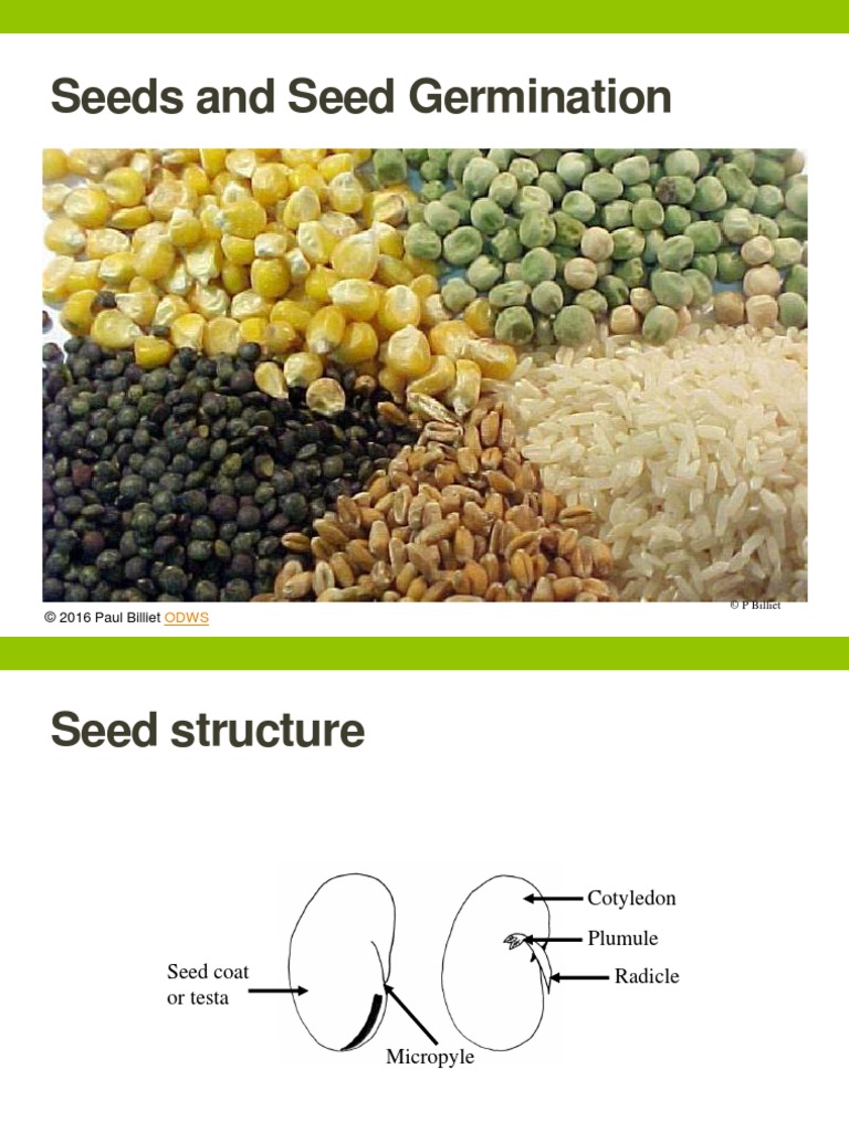 Seed Germination | PDF | Seed | Germination