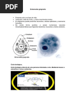 Metodo de Stoll | PDF | Anatomia animal | Naturaleza
