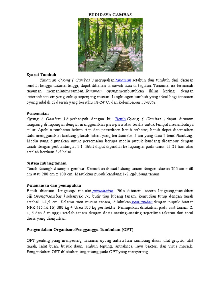 Budidaya Gambas | PDF