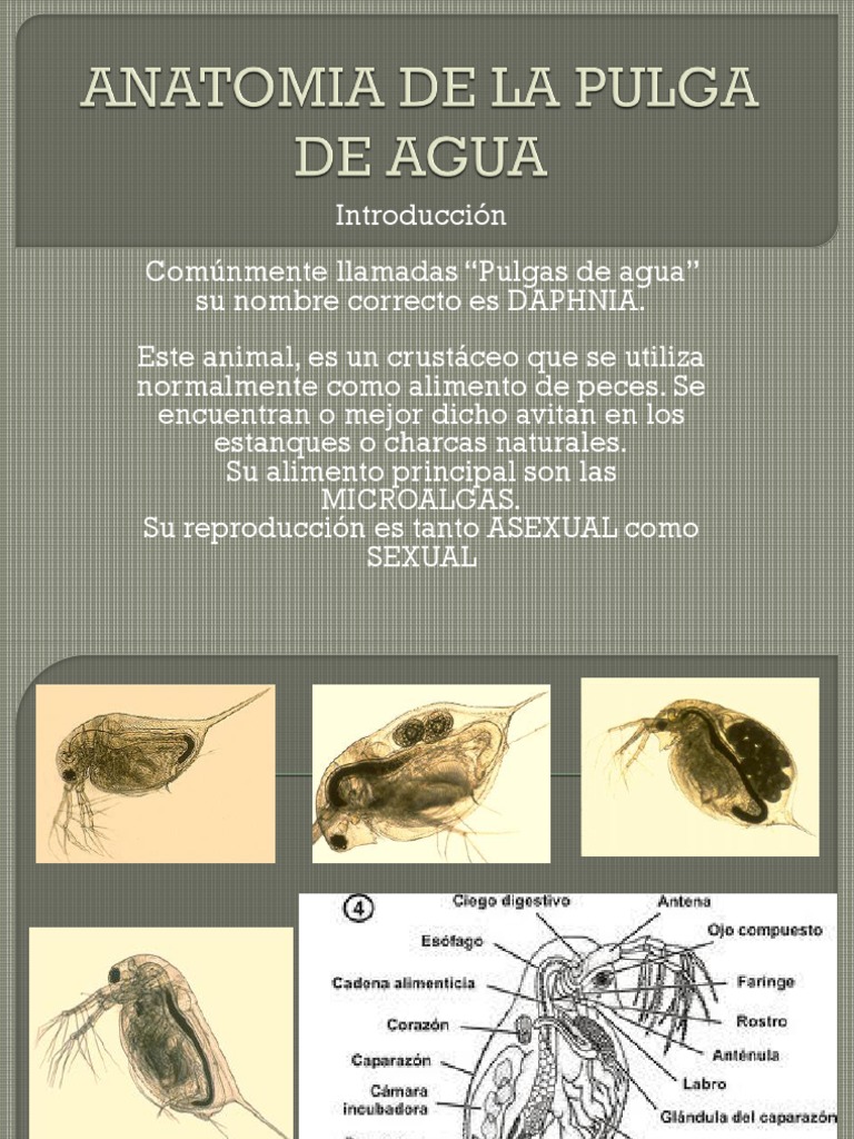 ANATOMIA DE LA PULGA DE AGUA.pptx | Naturaleza | Sicología y ciencia ...