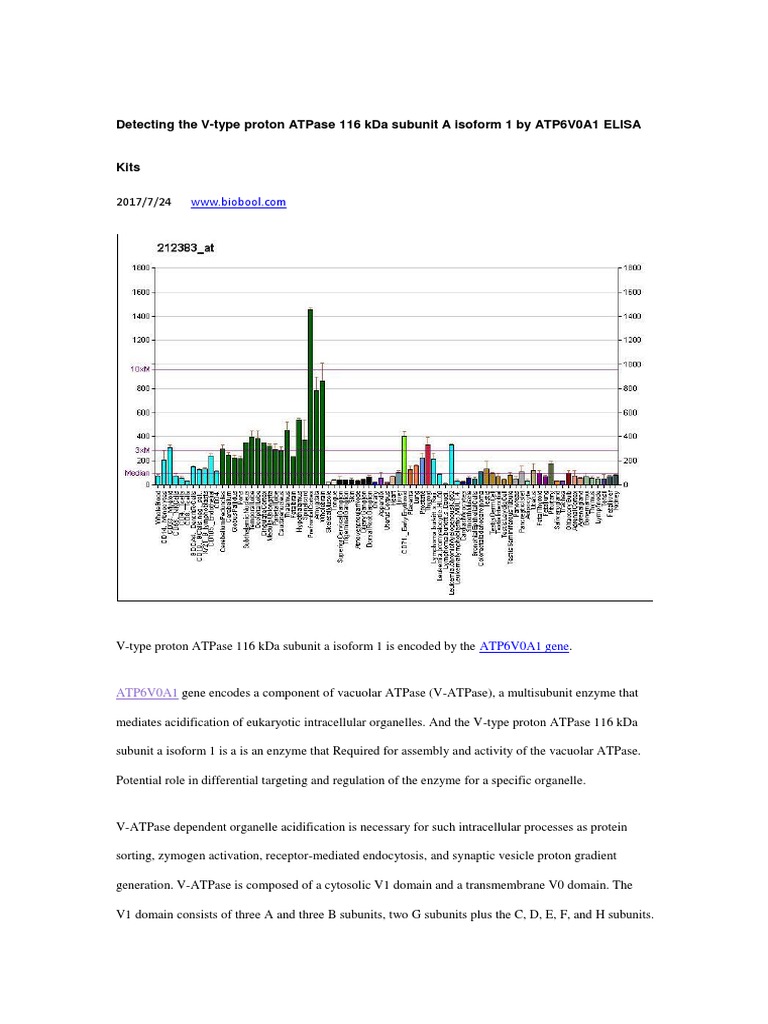 Detecting The V-Type Proton ATPase 116 KDa Subunit A Isoform 1 by ...
