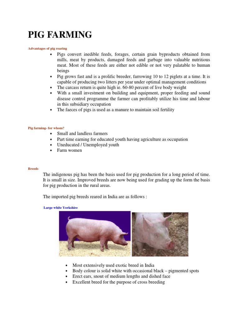 Piggery | PDF | Domestic Pig | Pig