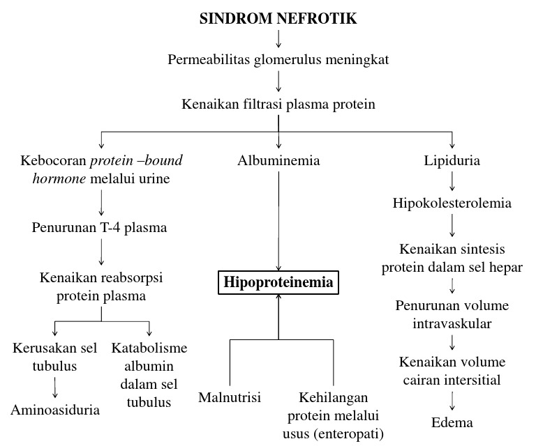 Patofisiologi Sindrom Nefrotik | PDF