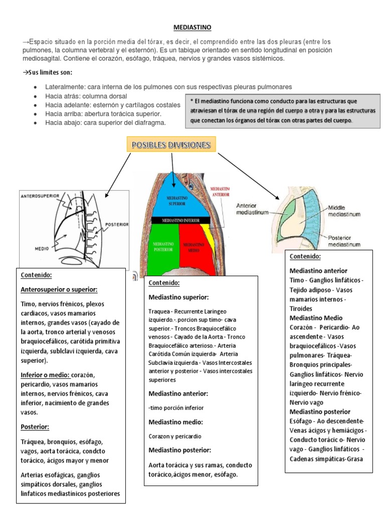 Estructura y Función del Mediastino | PDF | Tórax | Aorta