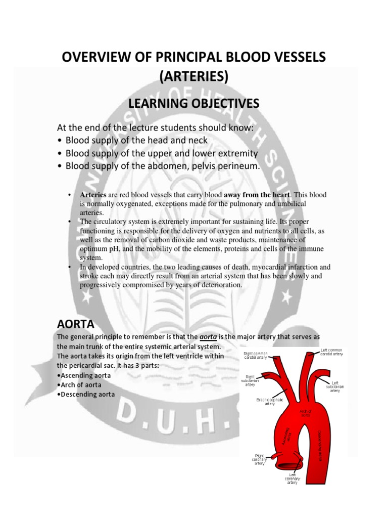 Overview of Principal Blood Vessels (Arteries) : Learning Objectives ...