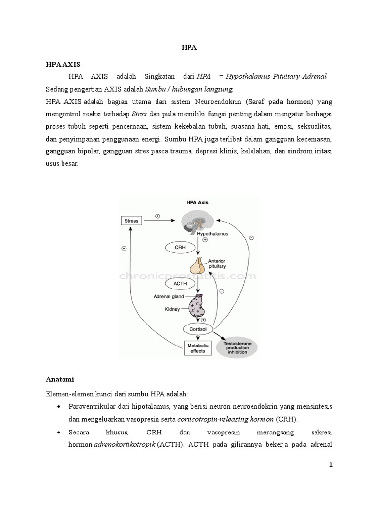 Memahami Sumbu HPA dan Fungsinya | PDF