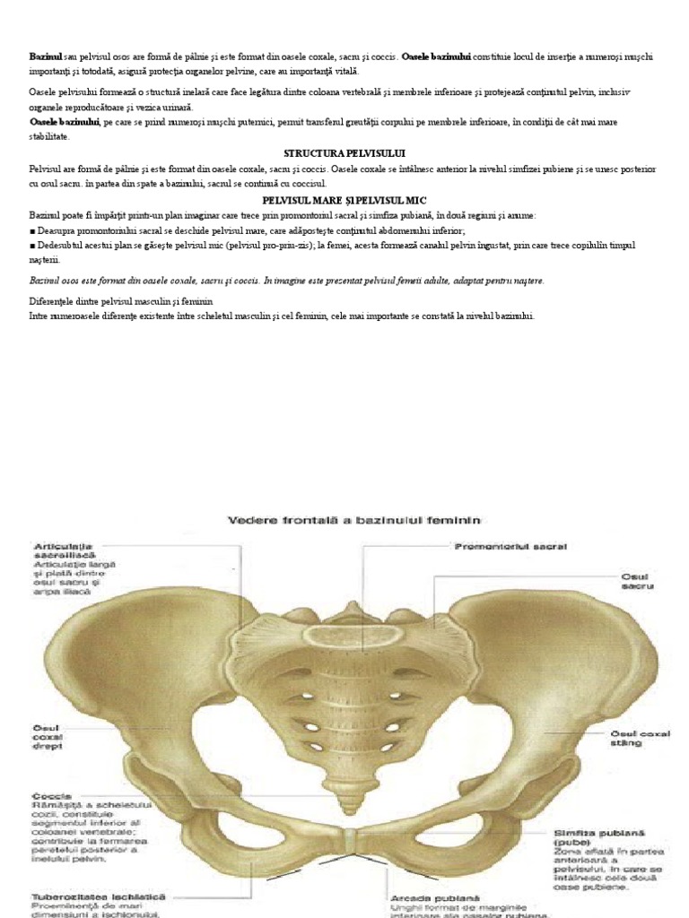 Bazinul Sau Pelvisul Osos