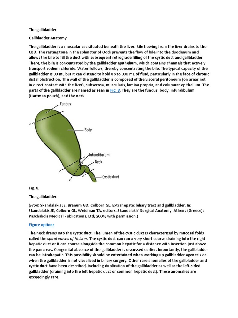Gallbladder Infundibulum Anatomy