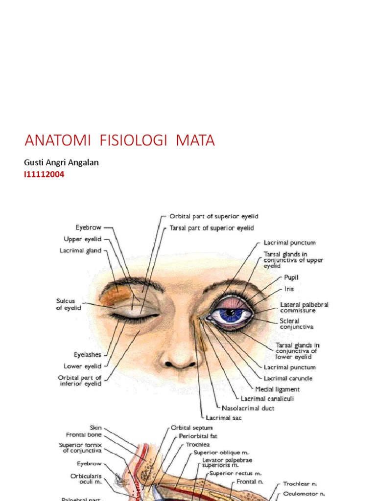 Anatomi Fisiologi Mata | PDF