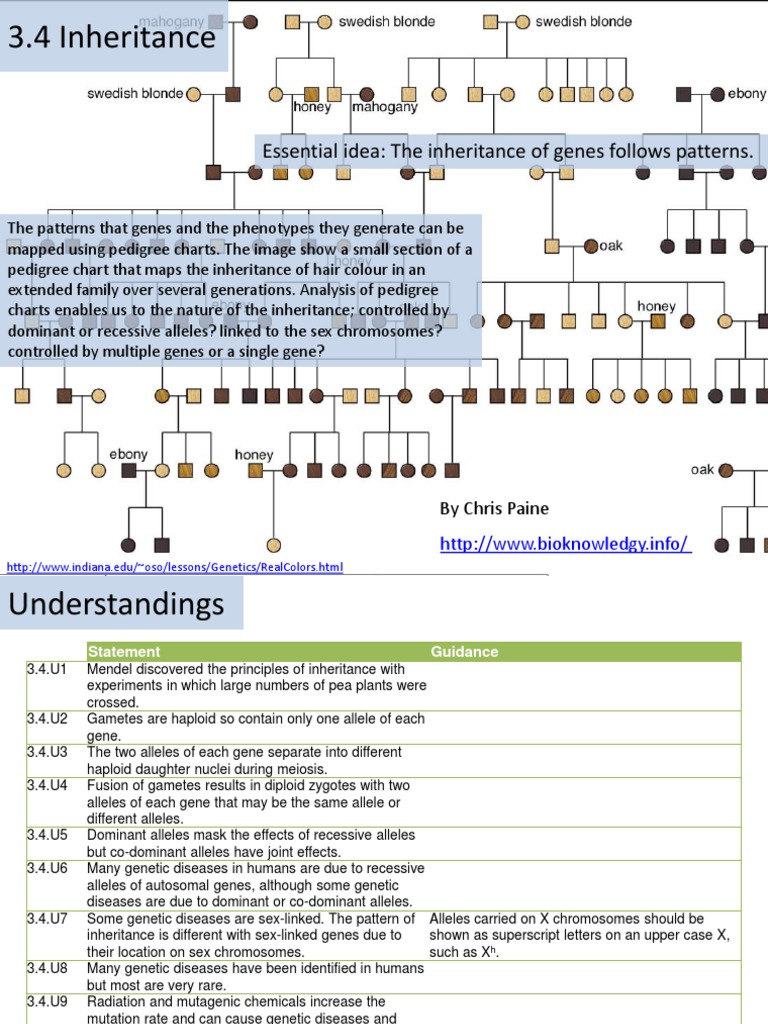 Patterns of Genetic Inheritance | PDF | Dominance (Genetics) | Allele