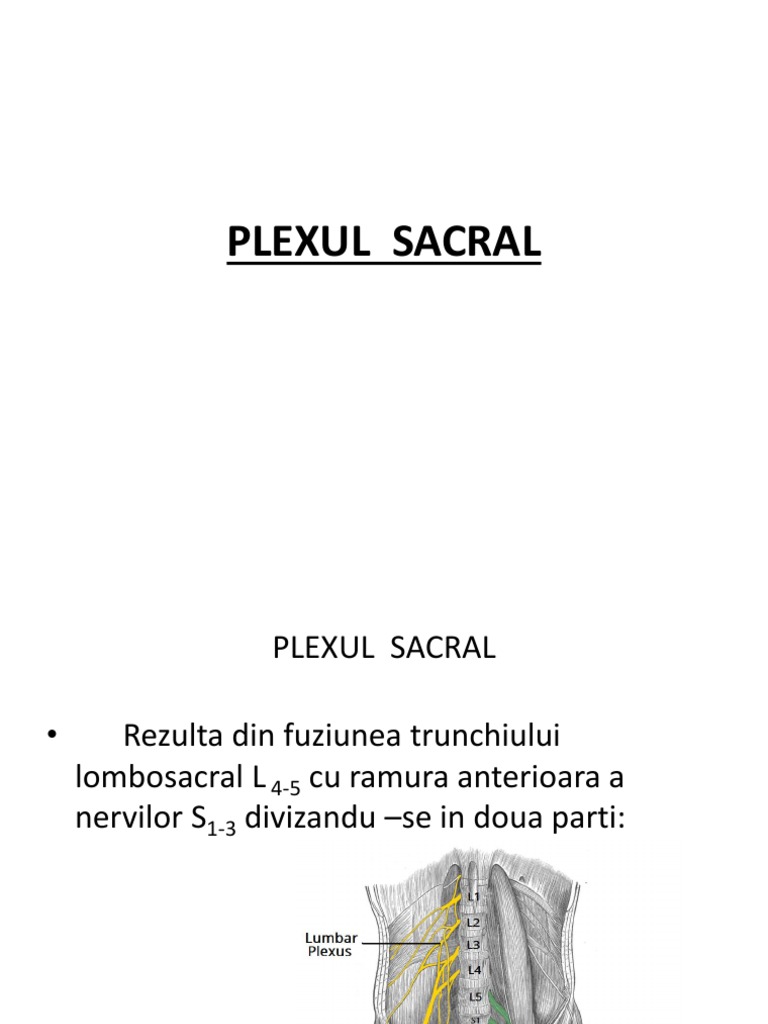 Plexul Lombo Sacrat | PDF