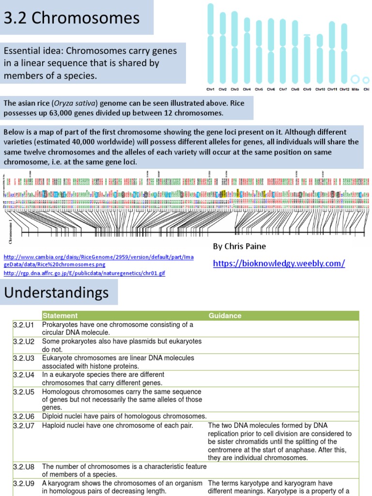 Composition of Chromosomes in Rice | PDF | Chromosome | Ploidy