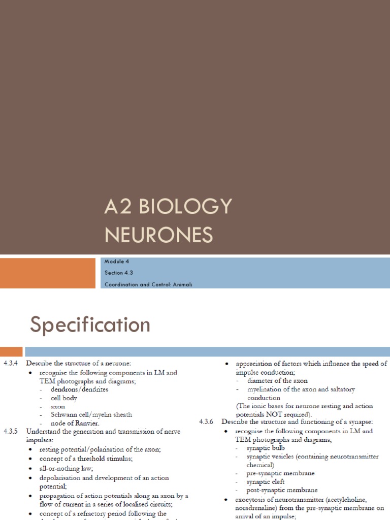 A2 Level Biology Coordination and Control - Animals - Neurones | PDF ...