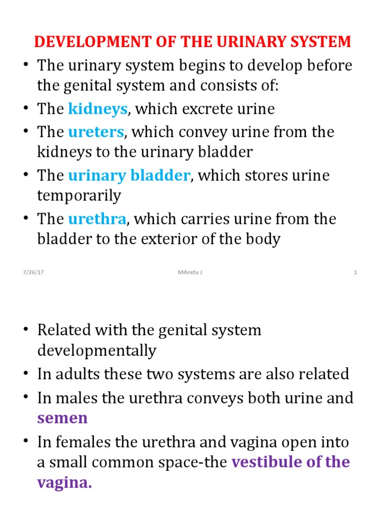 Development of The Urinary System | PDF | Urinary Bladder | Kidney