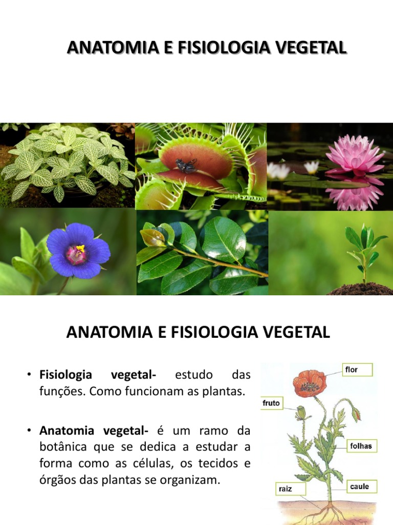 Anatomia e Histologia Vegetal | PDF | Raiz | Fruta